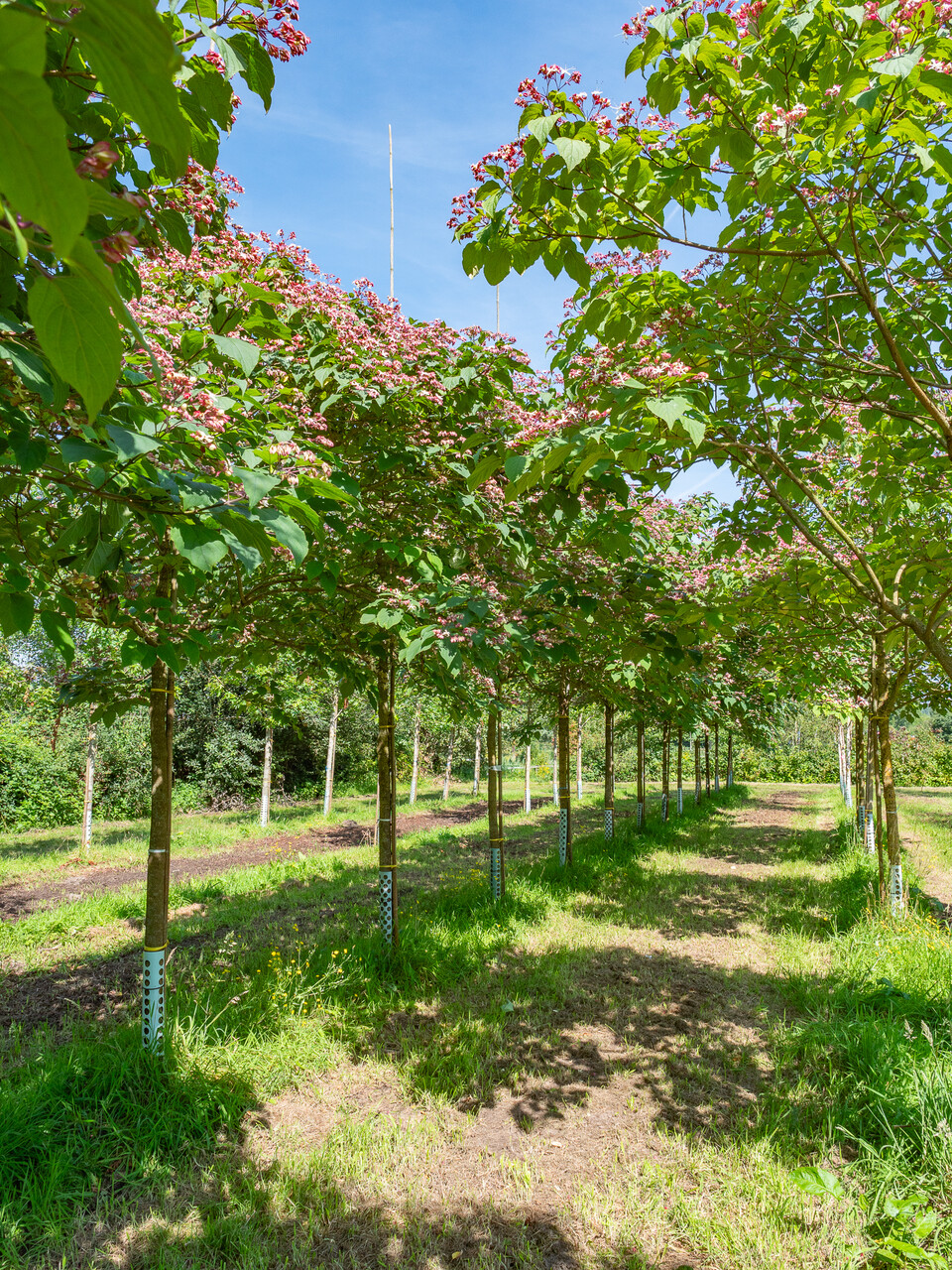 Clerodendrum trichotomum | Chance tree, Harlequin glory bowe - Van den ...