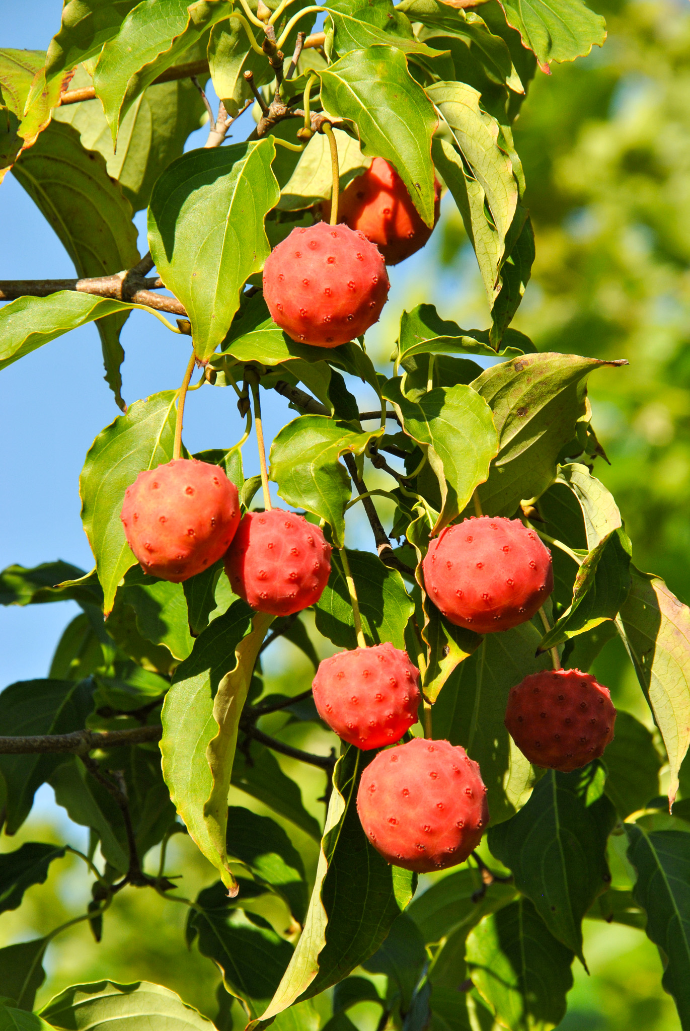 Cornus kousa | Kousa dogwood - Van den Berk Barnehager