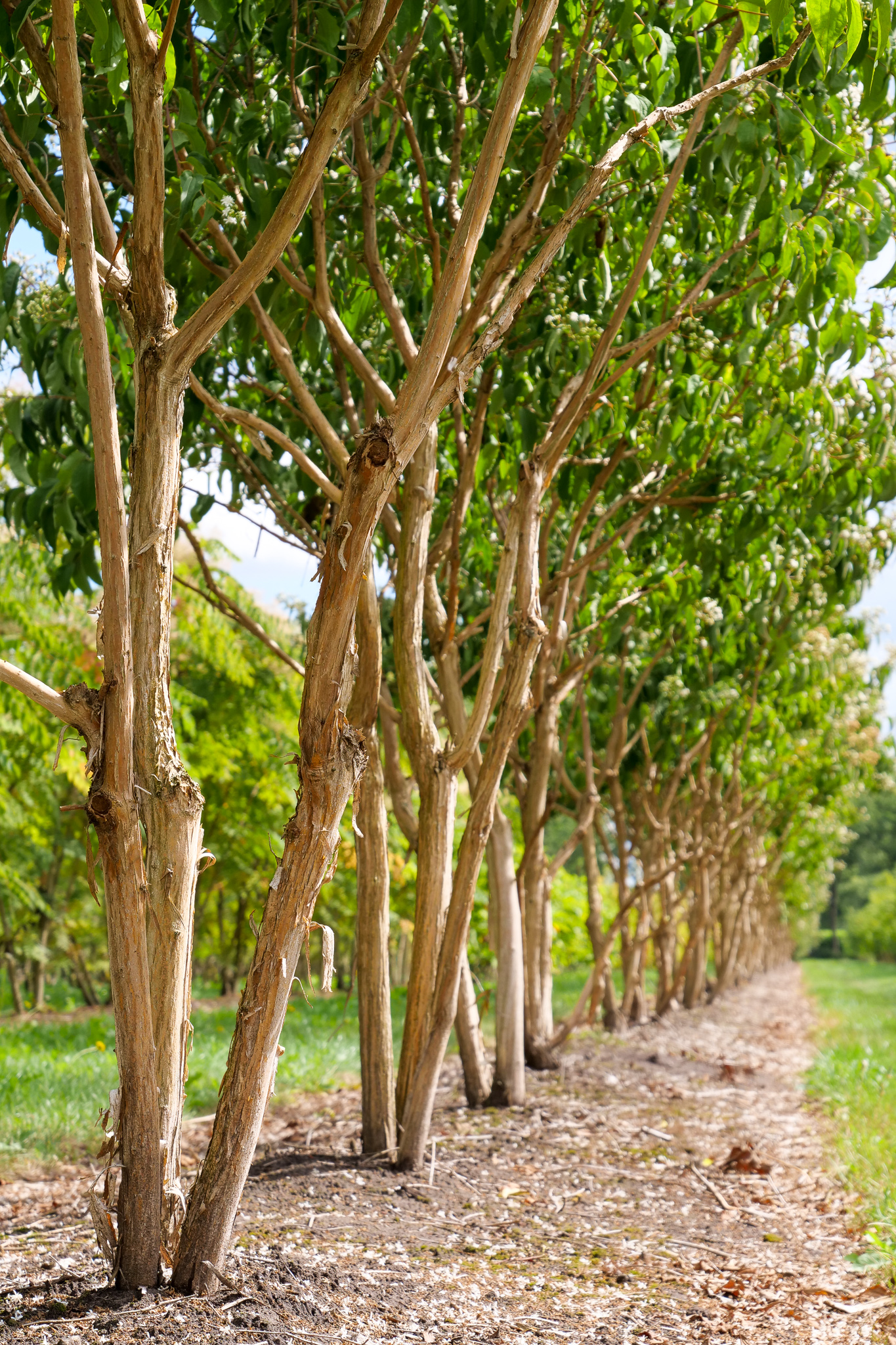 Heptacodium miconioides | Seven-son flower - Van den Berk Barnehager