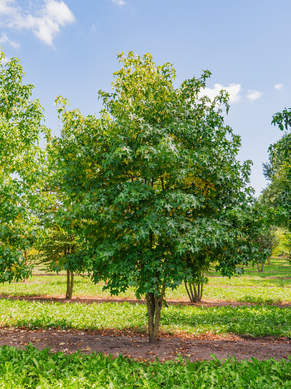 Liquidambar styraciflua | American red gum, Sweet gum - Van den Berk ...