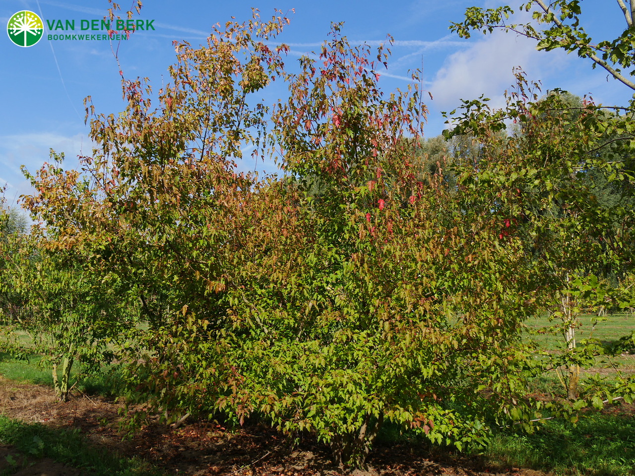Acer tataricum subsp. ginnala | Amur maple - Van den Berk Barnehager