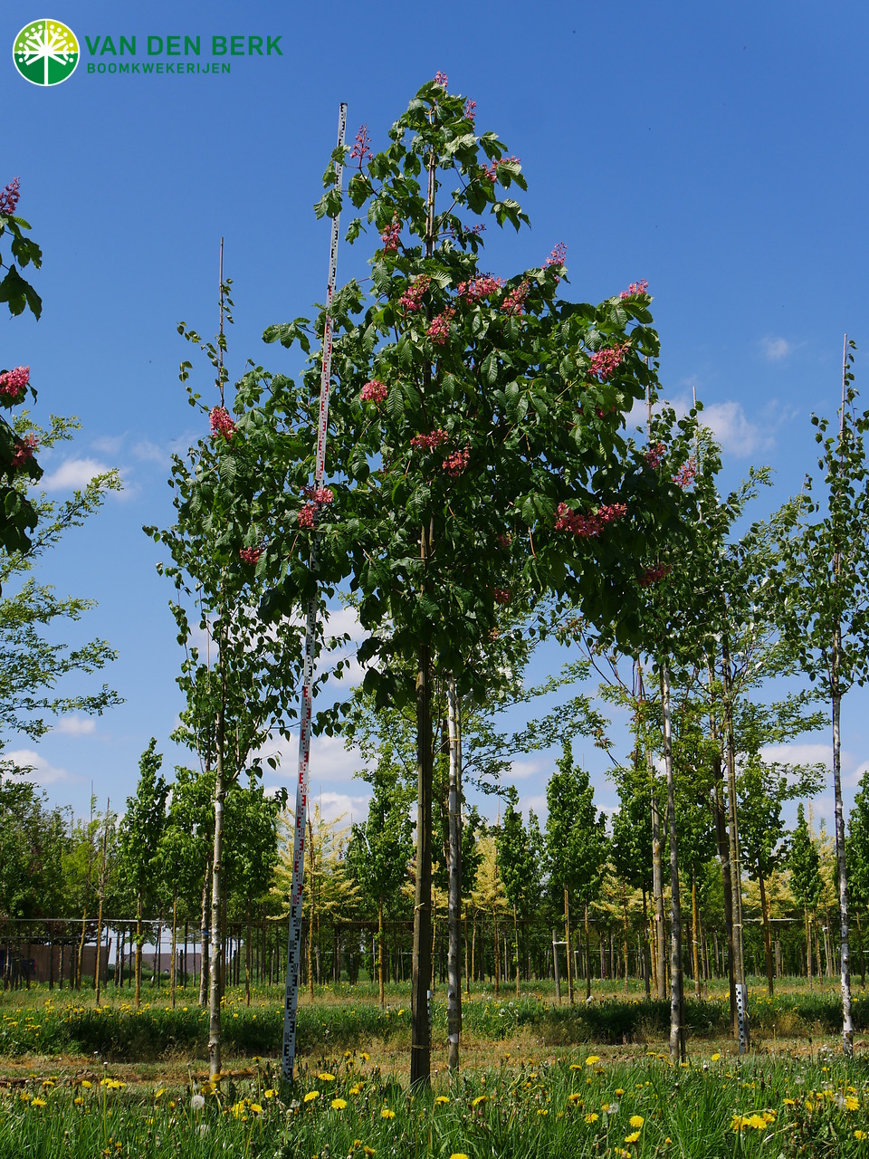Aesculus ×carnea 'Briotii' | Aesculus ×carnea 'Briotii' - Van den Berk ...