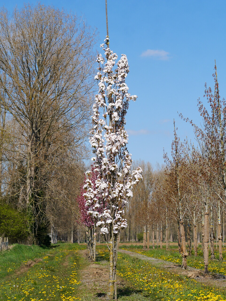 Prunus serrulata 'Amanogawa' | Prunus serrulata 'Amanogawa' - Van den ...