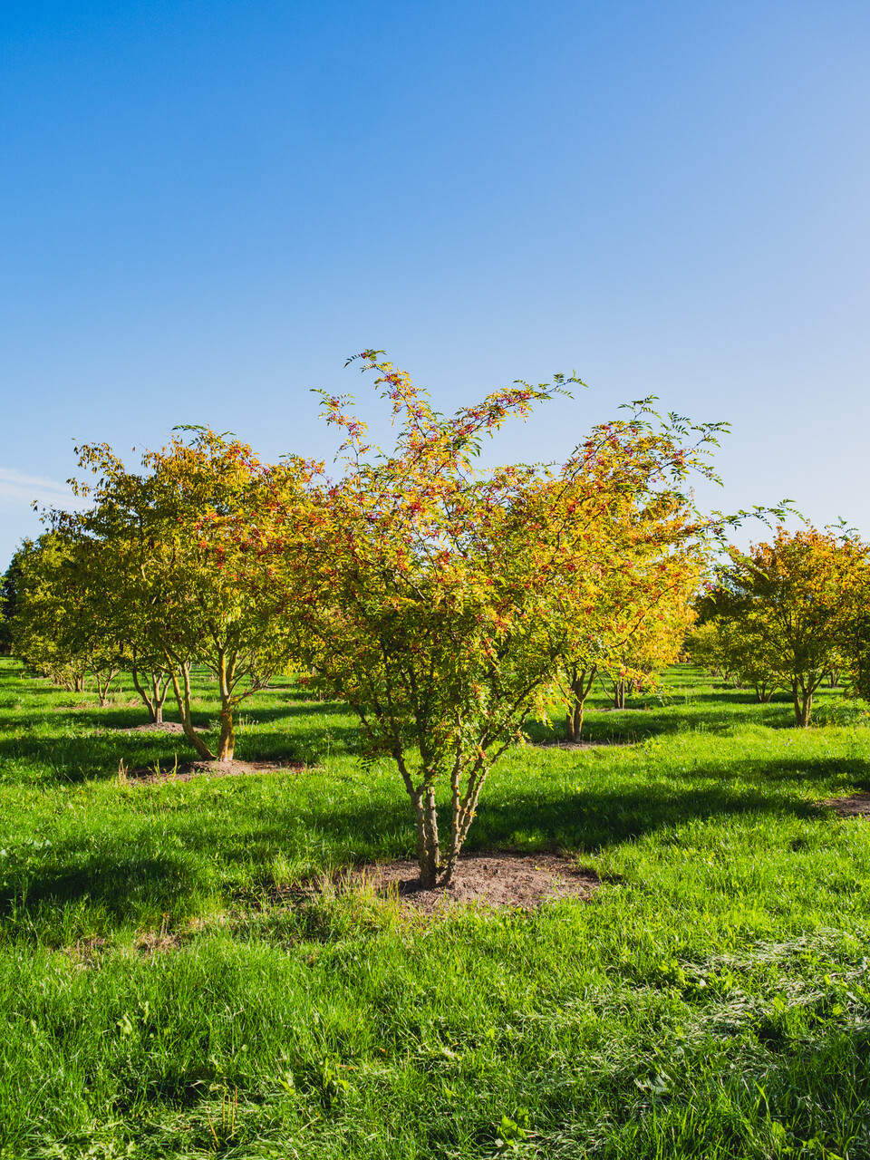 Zanthoxylum simulans | Zanthoxylum simulans - Van den Berk Nurseries