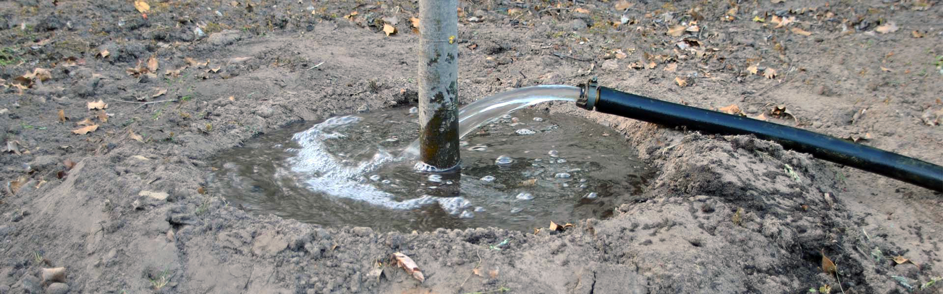 Watering trees: a practical guide